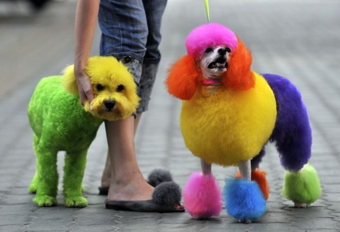 The Colorful White: Colorful Dogs