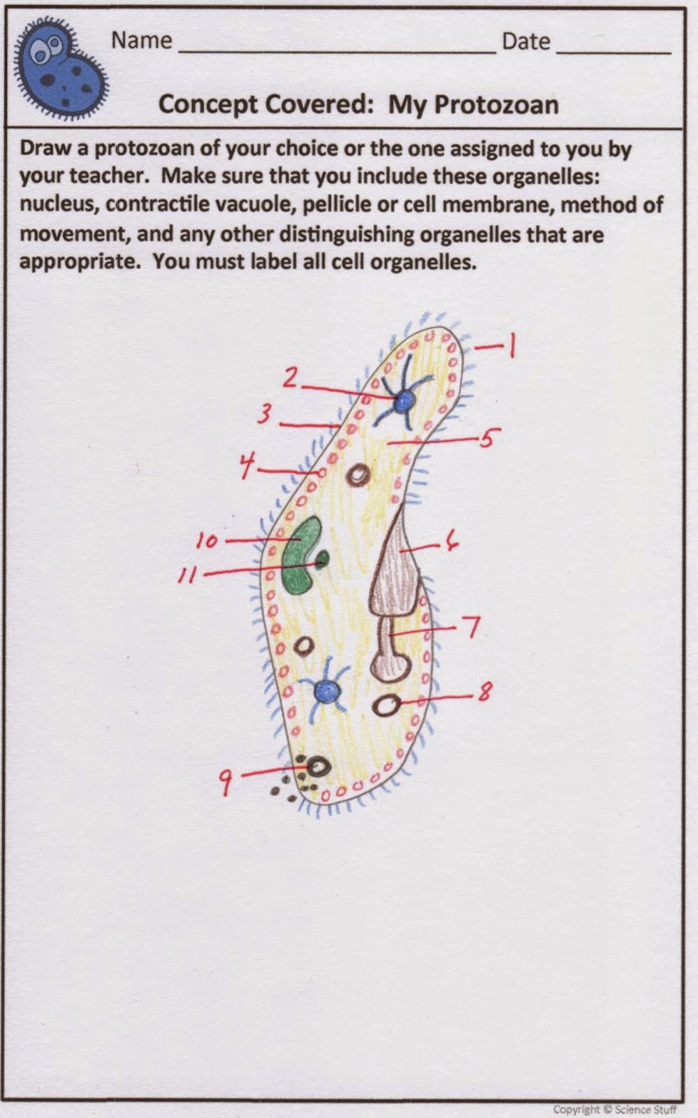 Protist Diagrams Label