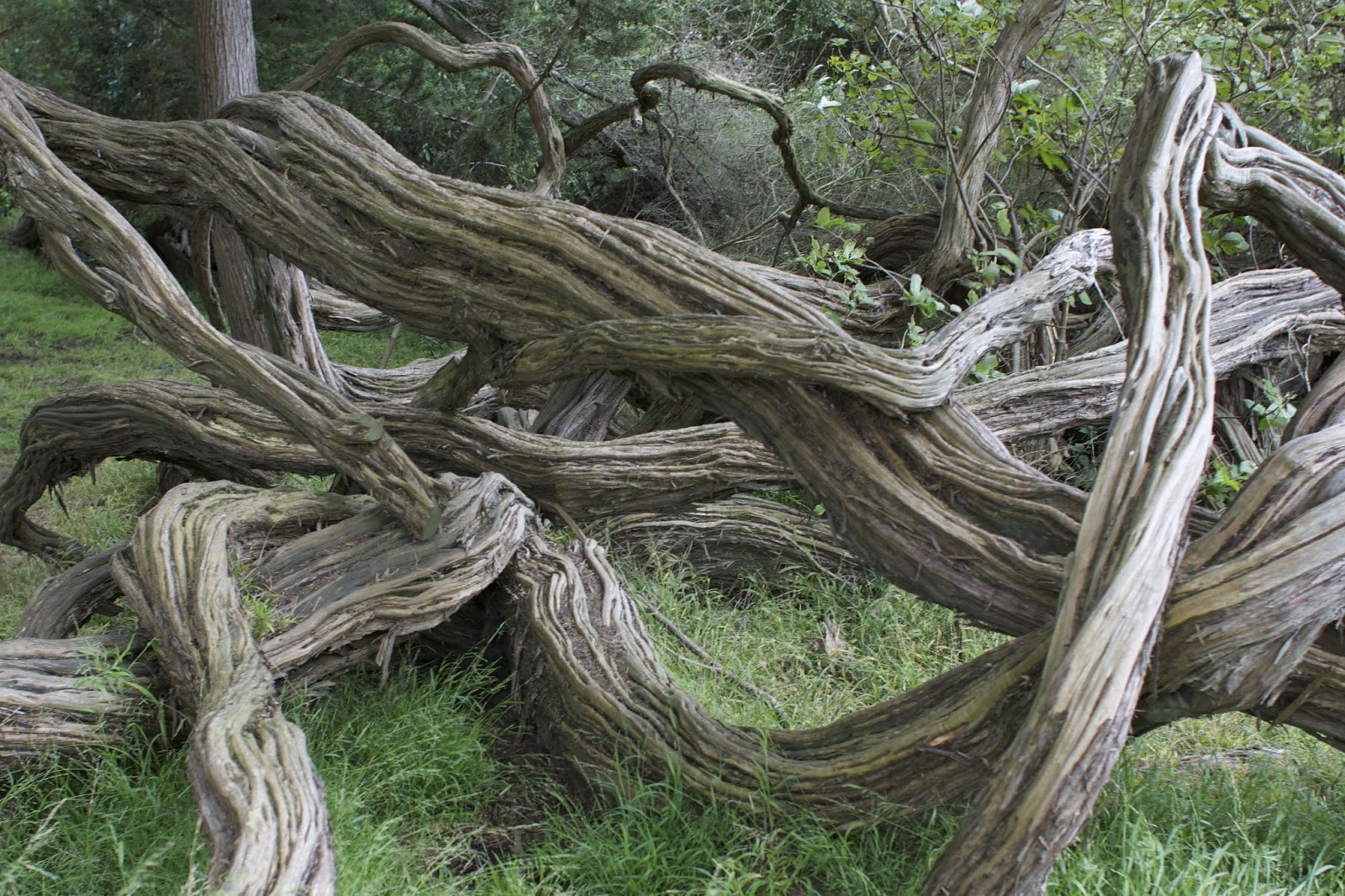 The Quotidian (formerly the Diurnal Journal): Crooked Timber