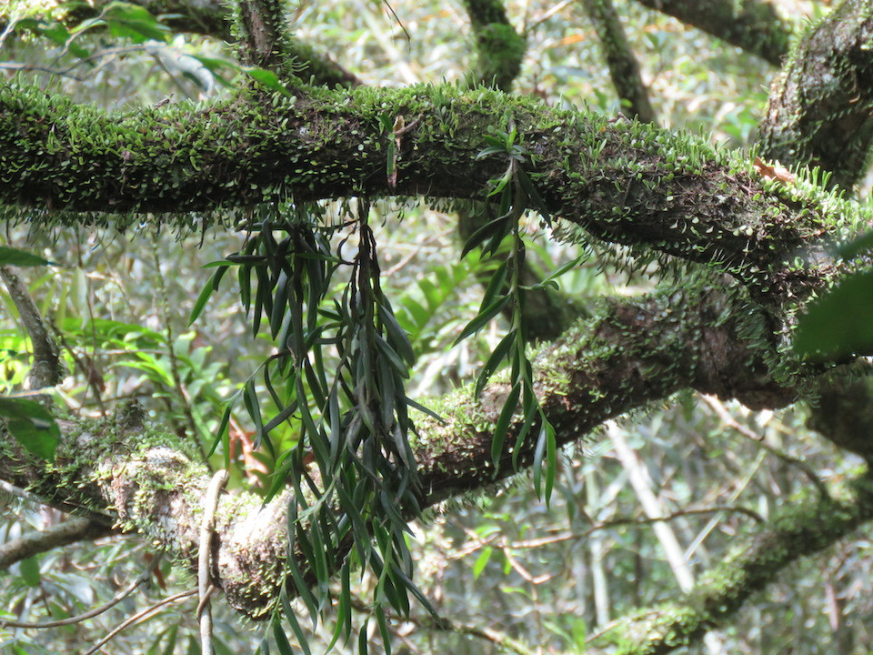 蘭花的故事: Thrixspermum subulatum 厚葉風鈴蘭