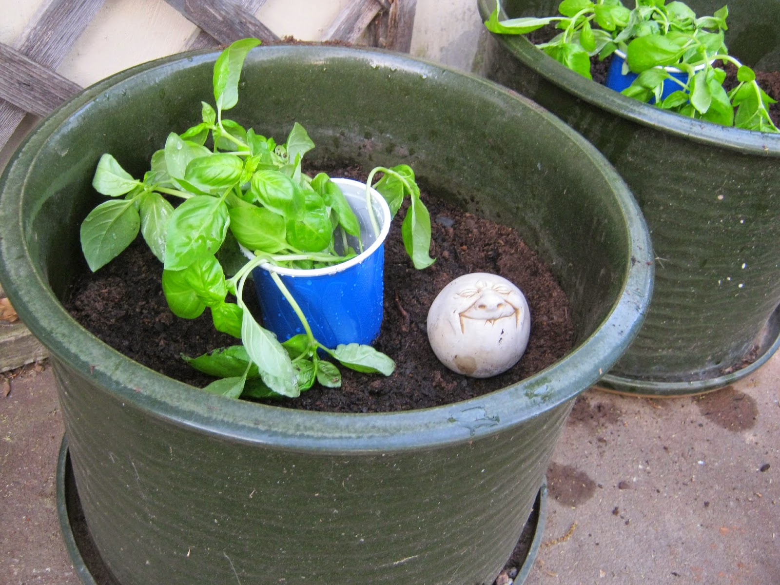 Let the Feasty Begin: Giant Basil