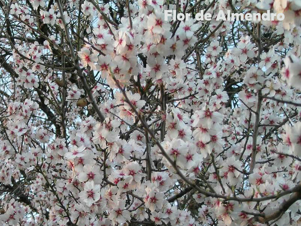 elarbolmiamigo-encinarosa: Almendro / Prunus dulcis