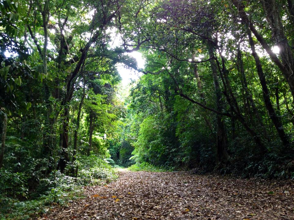 travelenravel: Mount Makiling: An Enchanting Hike To Peak 2