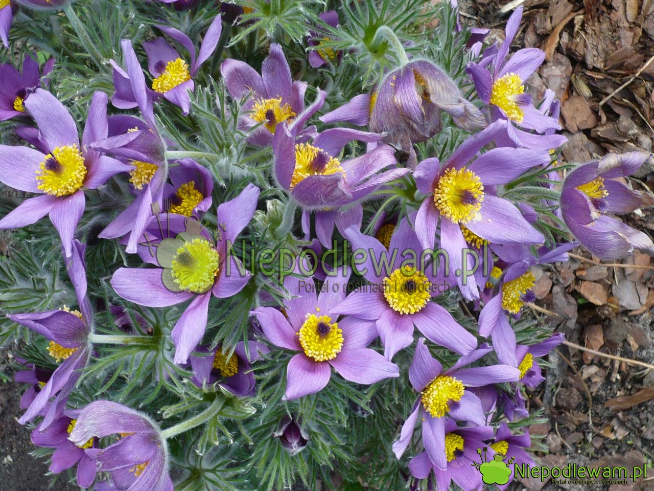 niepodlewam: Dlaczego sasanki zamierają w ogrodzie