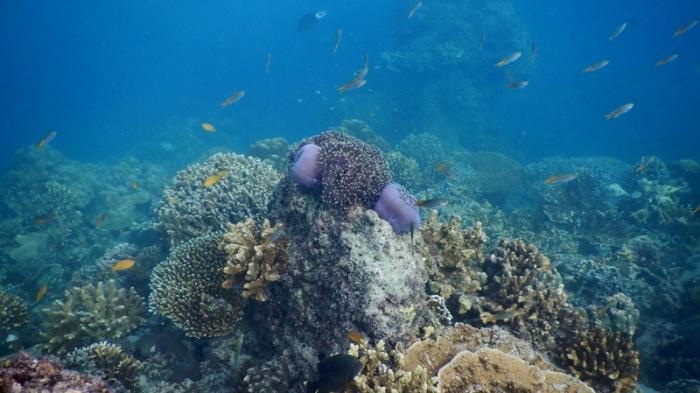 Wisata Alam Pulau Mursala Bawah Laut Yang Menakjubkan Dan Wajib Untuk ...