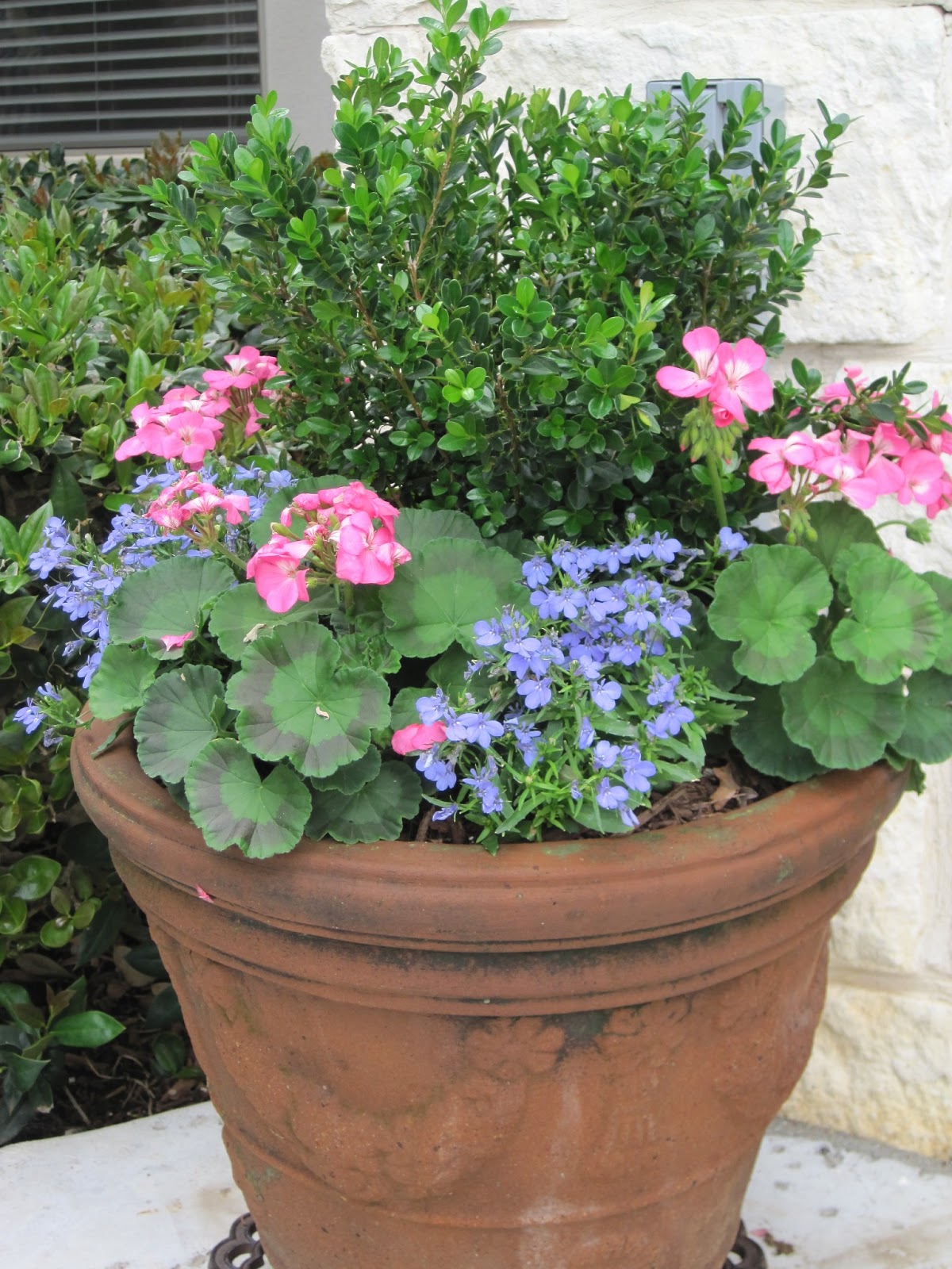 Best Evergreen Plants For Planters at Phyllis Spain blog Best Evergreen Plants For Planters at Phyllis Spain blog