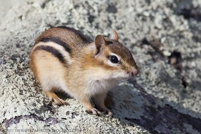 A Bird Sanctuary In Killingworth, CT Pt. II | Focusing on Wildlife