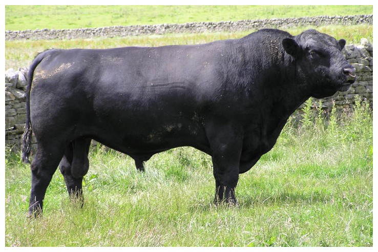 Generalidades de la Ganadería Bovina.: Aberdeen Angus
