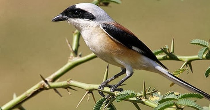Cara Merawat Burung Pendet/Plentet Agar Cepat Gacor - Kumpulan panduan ...