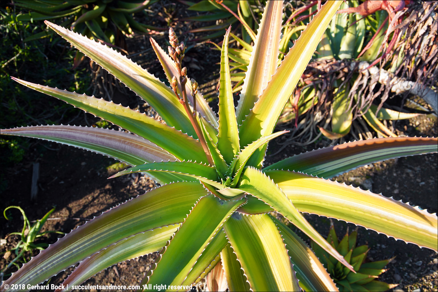 John Miller's Oakland aloe garden (Institute for Aloe Studies)