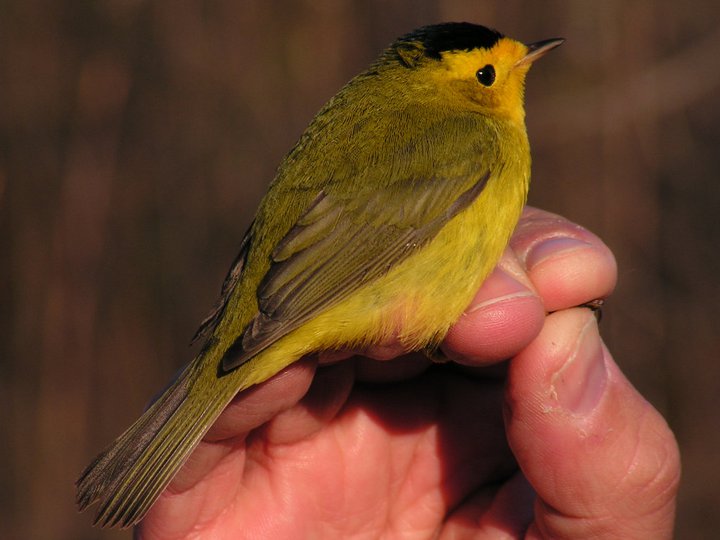 Yukon Bird Observatories: May 2011