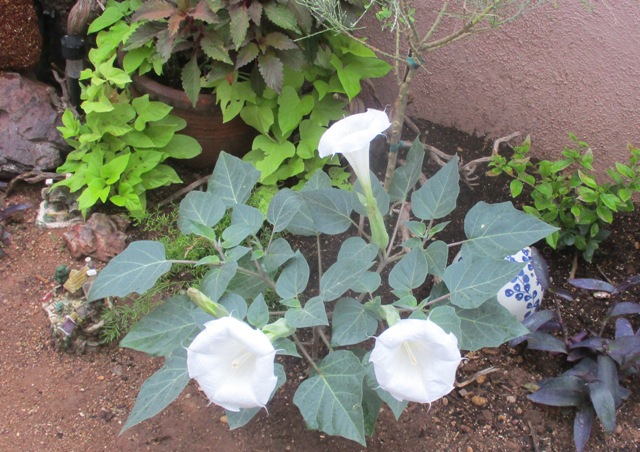 Casey's Minis: The Loco Weed Is In Bloom!