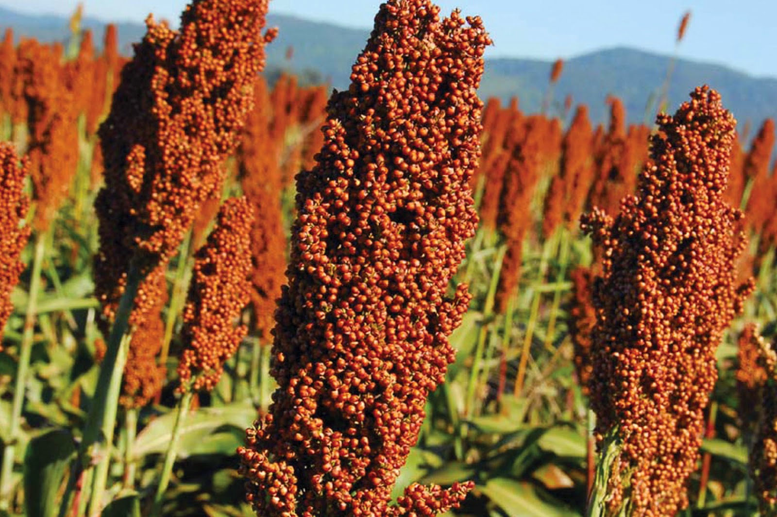 Sorgo wallpapers