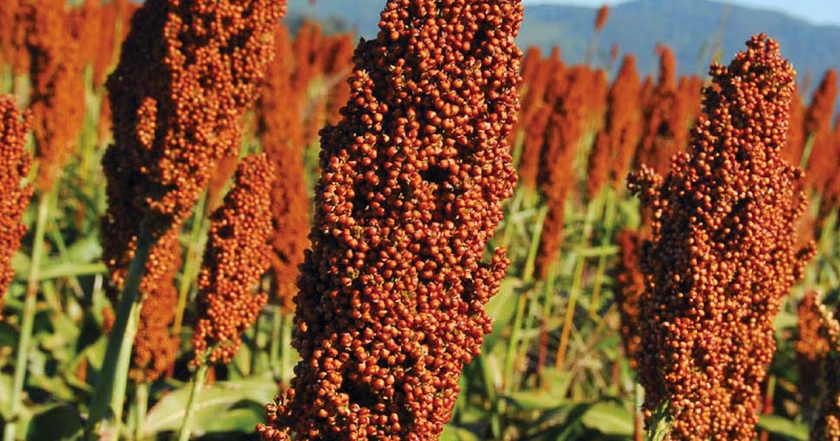 Sorgo wallpapers