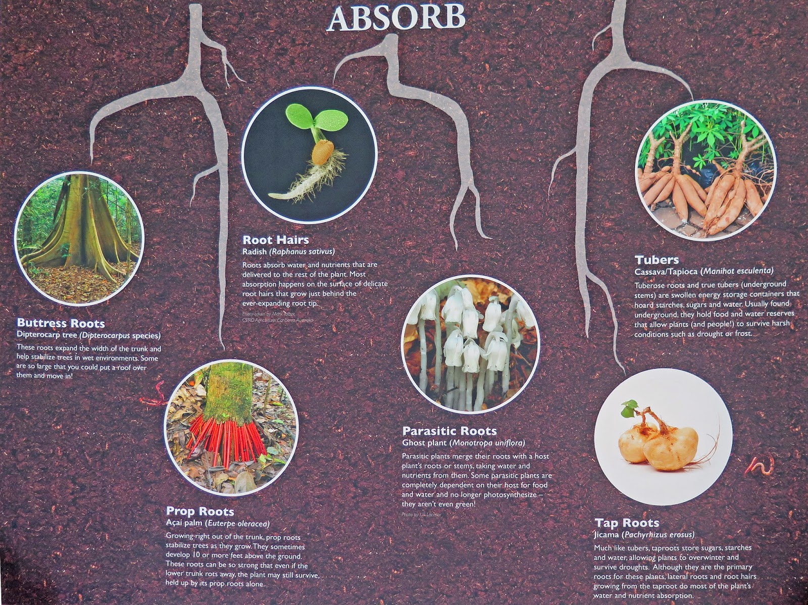 Room Without Walls: Rooting Around in the Spring