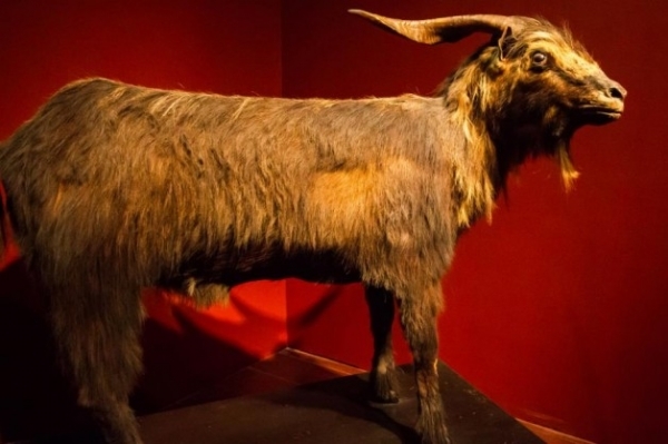 Bode Ioiô, o mais famoso do mundo! | No Ceará Tem Disso