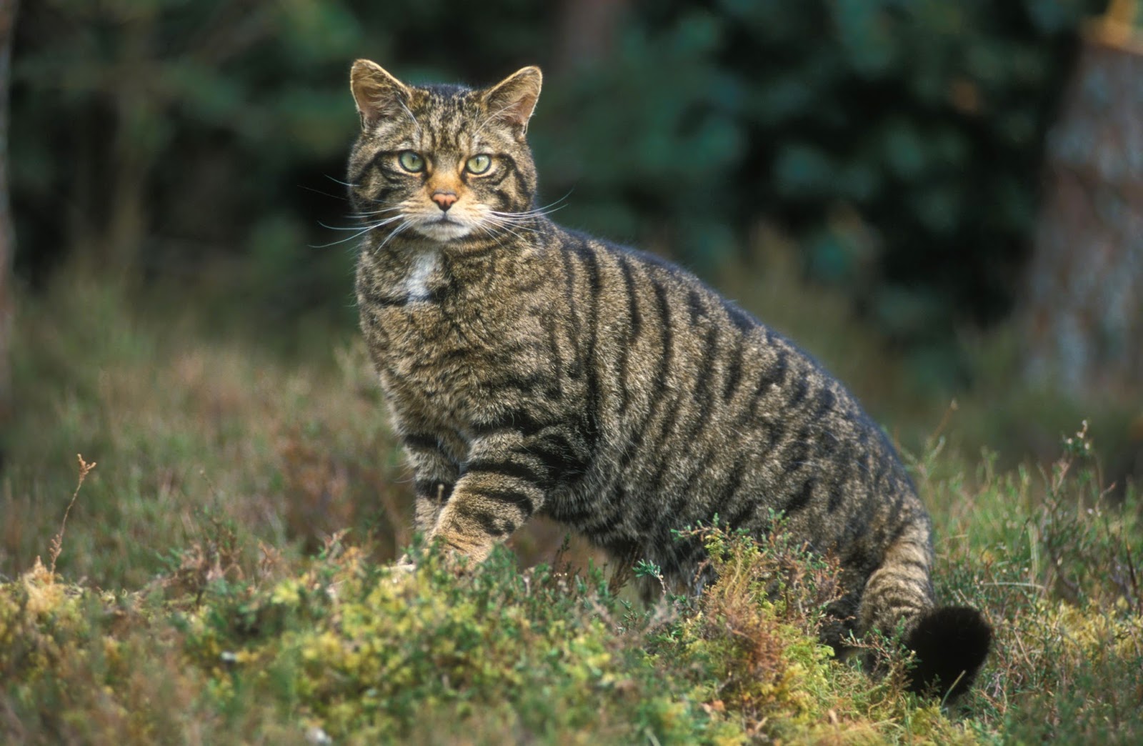 Abe's Animals: 6 most endangered cats of the world