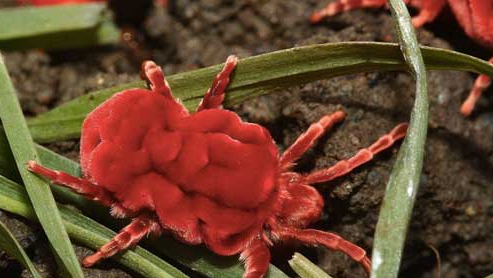 HAMA TANGAU MERAH YANG MENYERANG KELAPA SAWIT | Budidaya Sawit Unggul Nasa