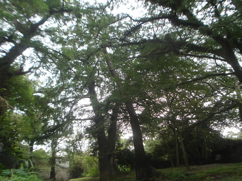 Club de Amig@s de los Ahuehuetes