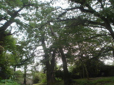 Club de Amig@s de los Ahuehuetes