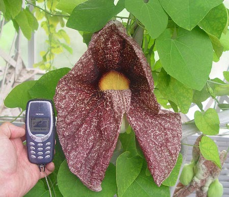 ZoomBio: As plantas mais ‘feias’ do mundo segundo a Royal Horticultural ...