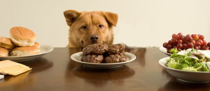 Of Animal Love: 10 Bad Foods for Dogs
