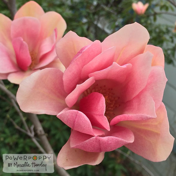 Twinkling Paper Studio: Planning for Magnolias