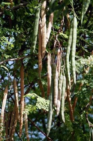 FAIDA ZA MBEGU ZA MLONGE KATIKA UZAZI - Smartdesmarttz