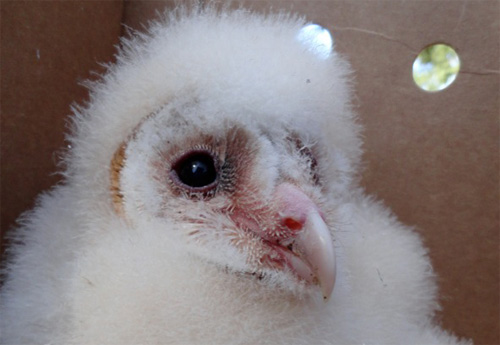Wildlife Emergency Services blog: Barn Owl Relocation