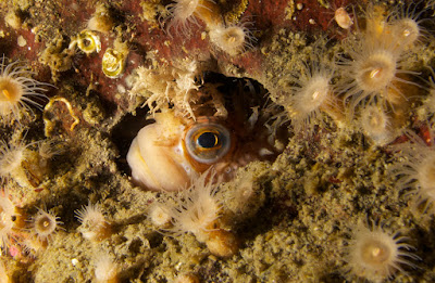 Real Monstrosities: Decorated Warbonnet
