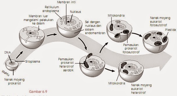 Teori Asal-Usul Kehidupan Abiogenesis Biogenesis Evolusi Kimia dan Biologi | Artikel Pengertian ...