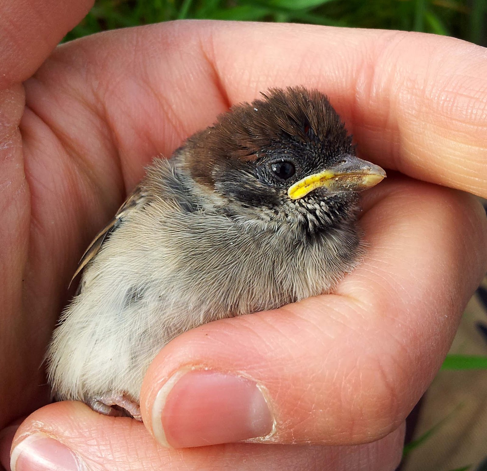 South Notts Ringing Group: More nesting pics