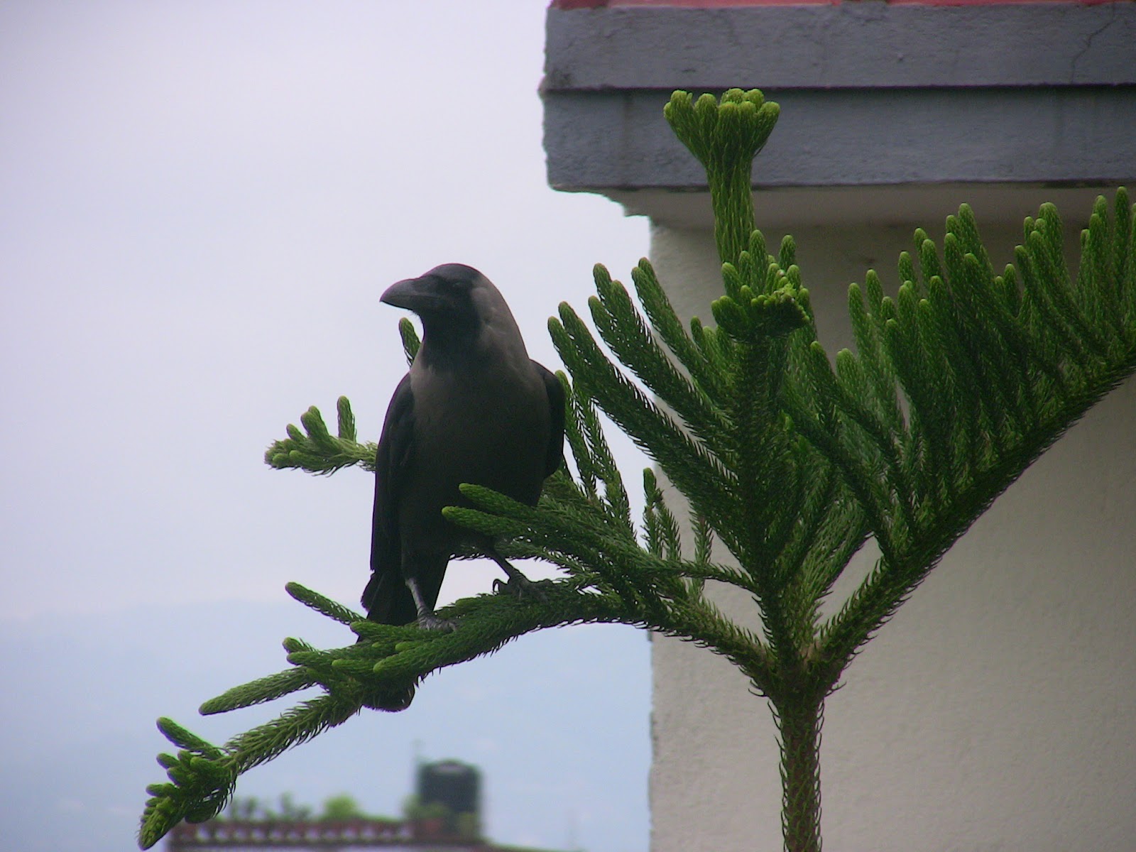 Nepal: A Tourist's Manual: Birding and the Changu Narayan Trek