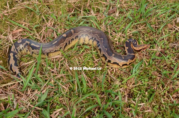 The rainforests of Borneo & Southeast Asia: Borneo short-tailed python ...