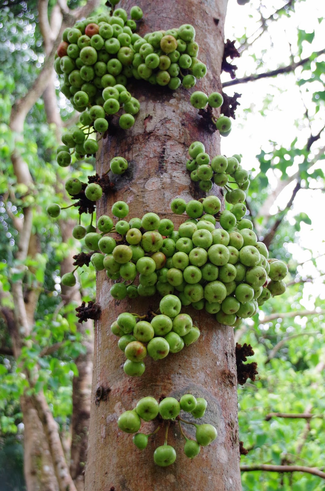 Trees and Plants: Yellow Stem Fig II