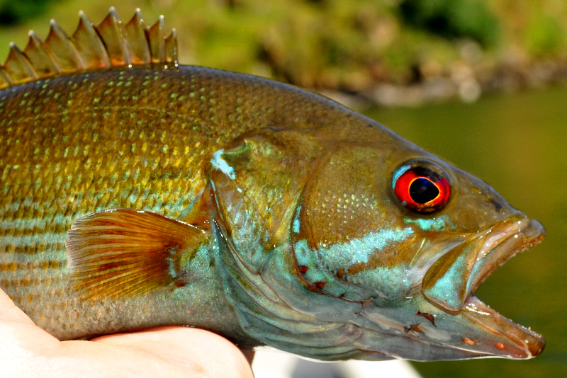 Bay Area Backwaters: Fishin report