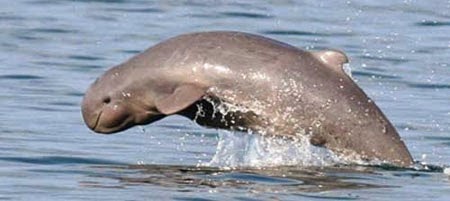 Pesut Mahakam : Si Lucu Yang Hampir Punah (Part 1) - Lalaukan