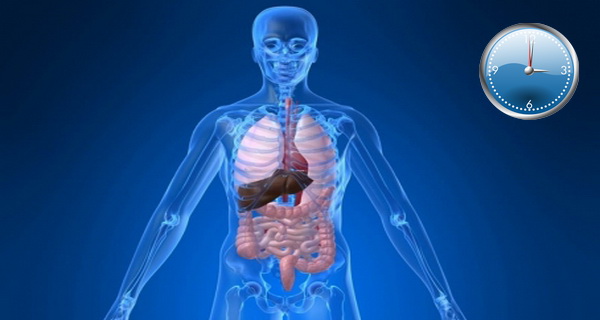 Sahabat Wheatgrass Full: Jam Kerja Biologis Organ Badan Manusia