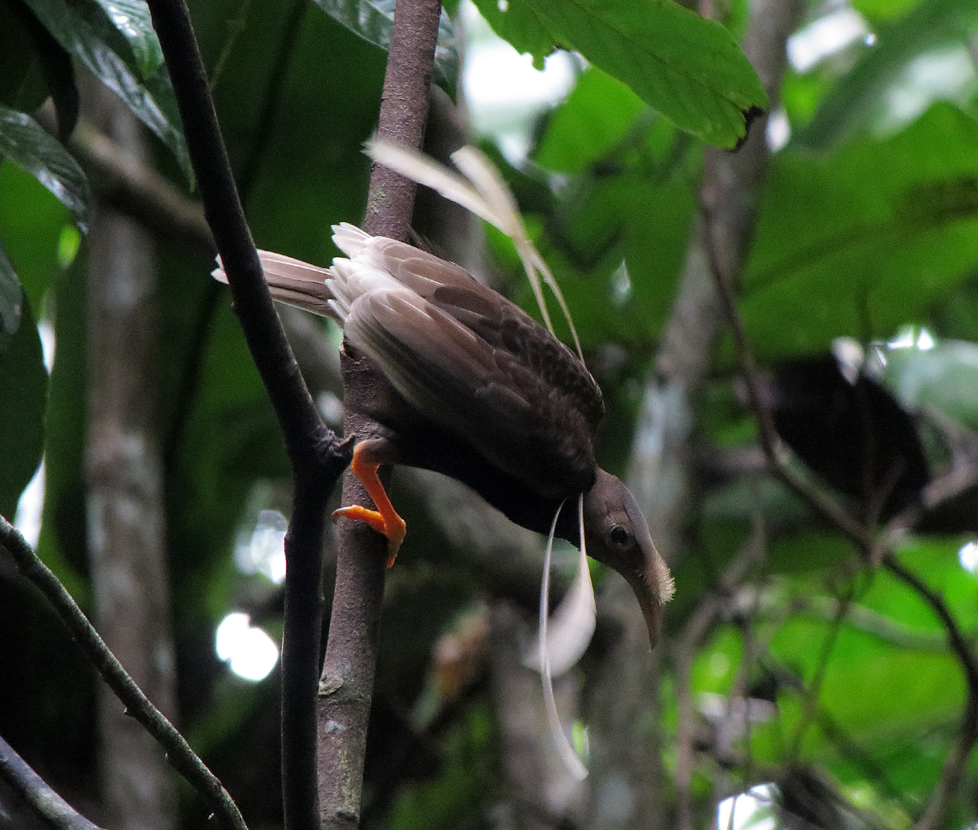 Normanby Nature: Wallace's Standardwing
