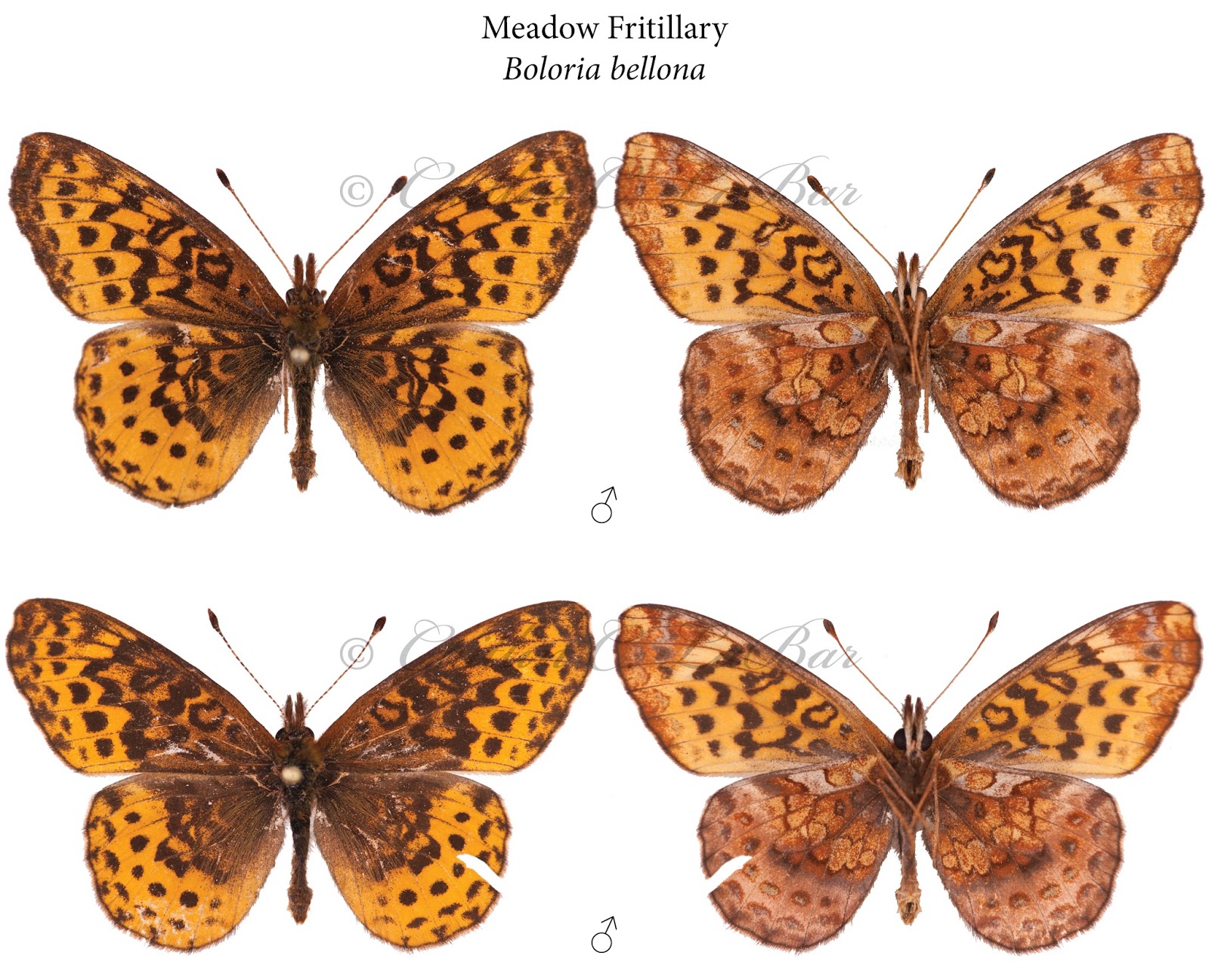 Northwest Butterflies: Lesser (but not least) Fritillaries