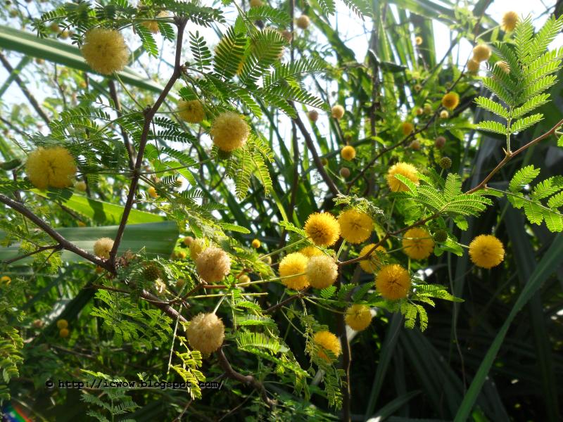 Babla Ful(বাবলা ফুল) - Acacia nilotica