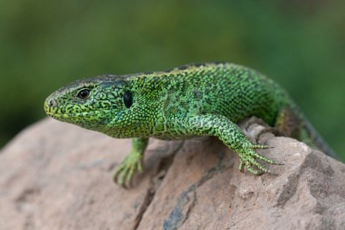 Sand Lizard sand-lizard