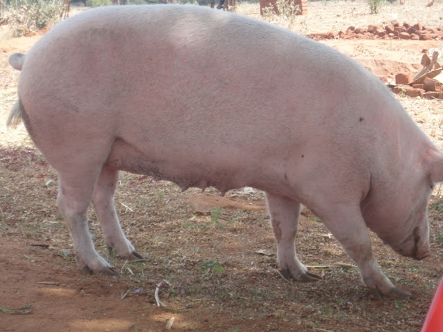 Homa yaua nguruwe zaidi ya 250 Dodoma, Manispaa yaingilia kati biashara ...