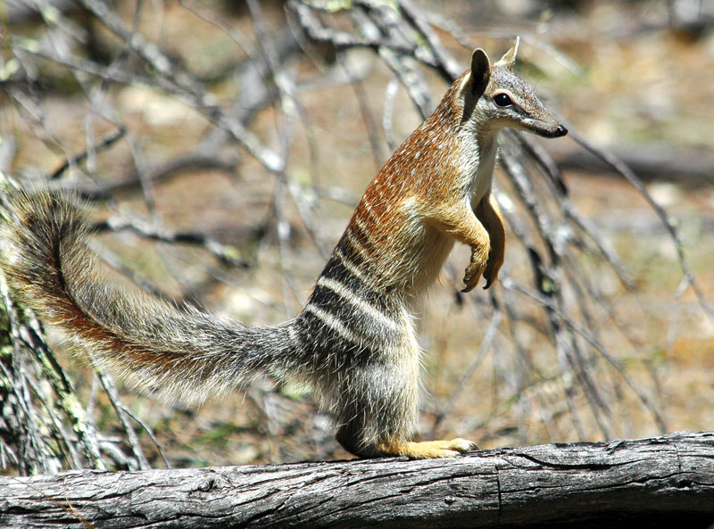 The Numbat | Amazing Creature | The Wildlife