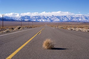 Ces boules qui roulent dans le désert ~ Le Saviez-Vous?