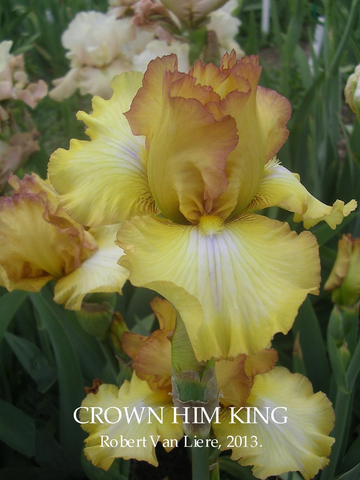 Tall Bearded Iris CROWN HIM KING ~ HERITAGE IRISES