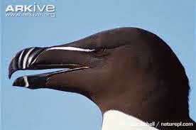 Animal Club: Alca comun y alca gigante (blog -info) todo sobre el alca