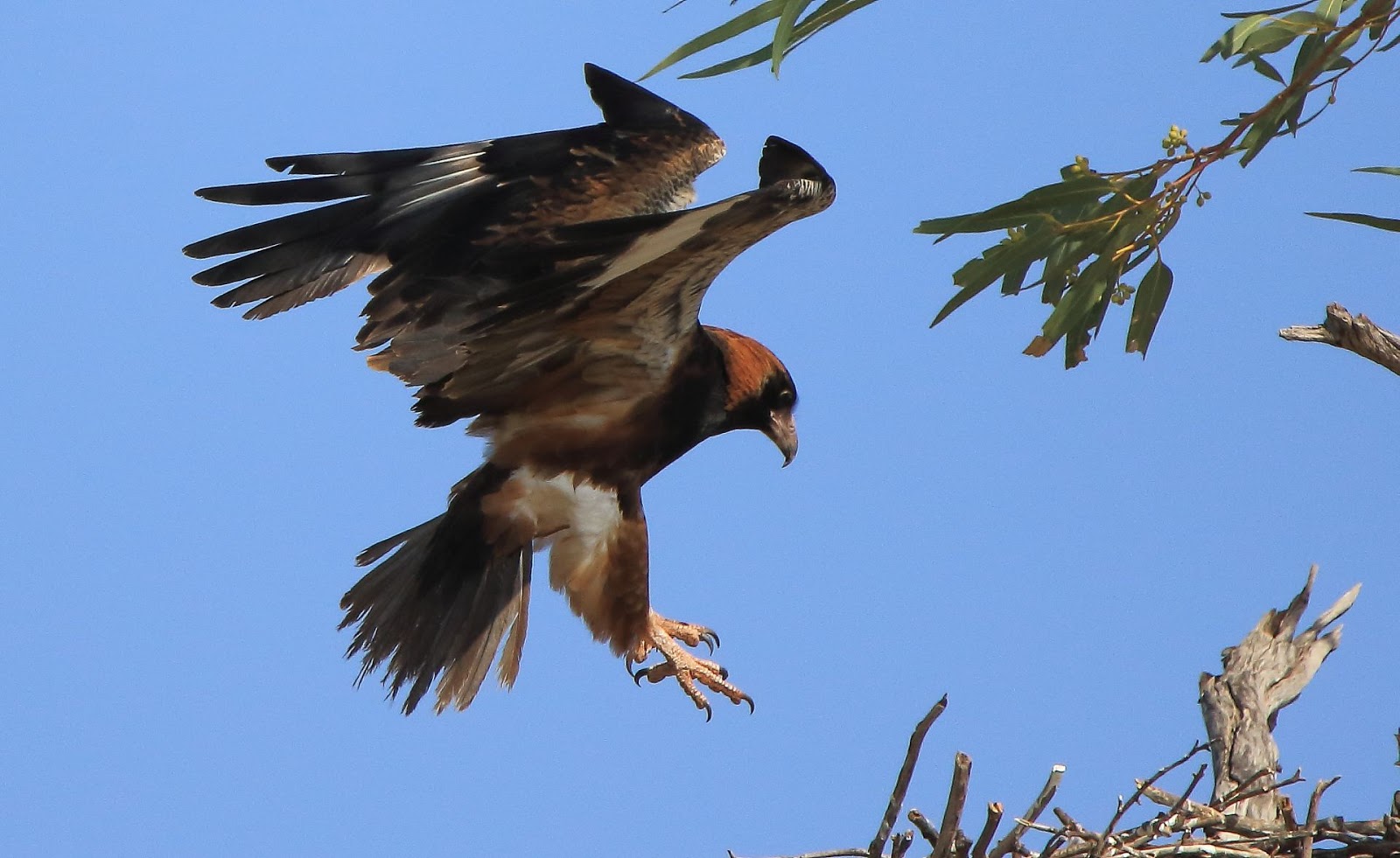 Richard Waring's Birds of Australia: Latest update on the Black ...
