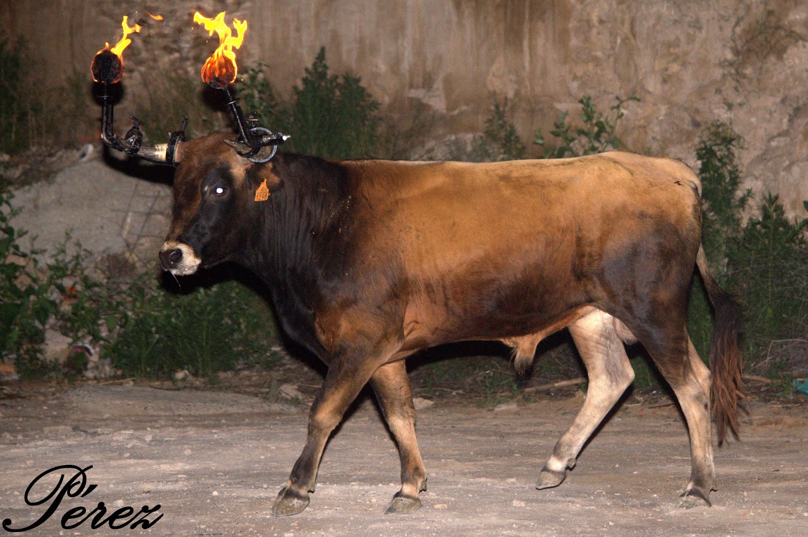 Toros en Andorra Fotos: Vacas y toro embolado en el barrio El Carmen ...