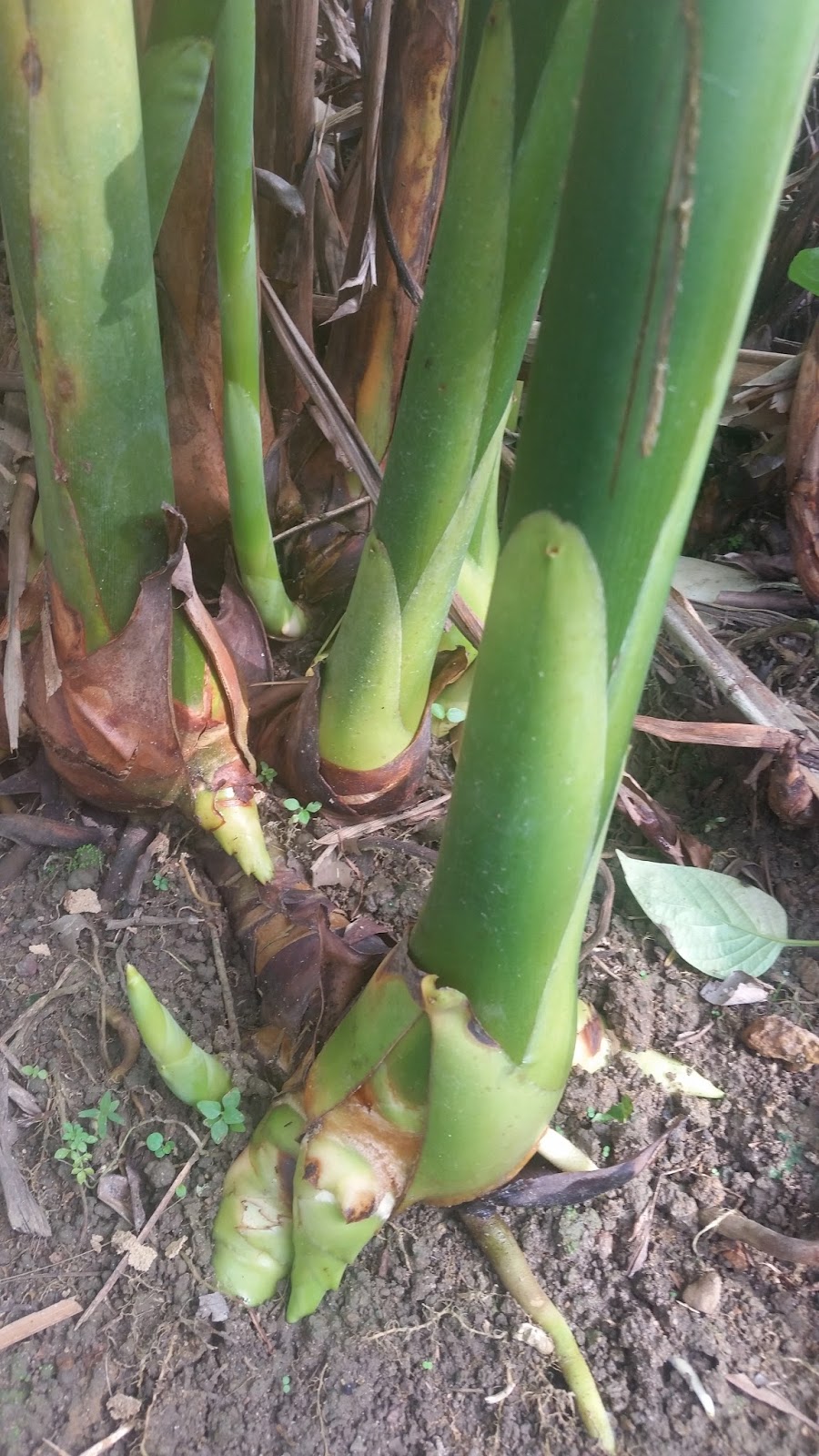 Warisan Petani: Tanaman Pokok Kantan.